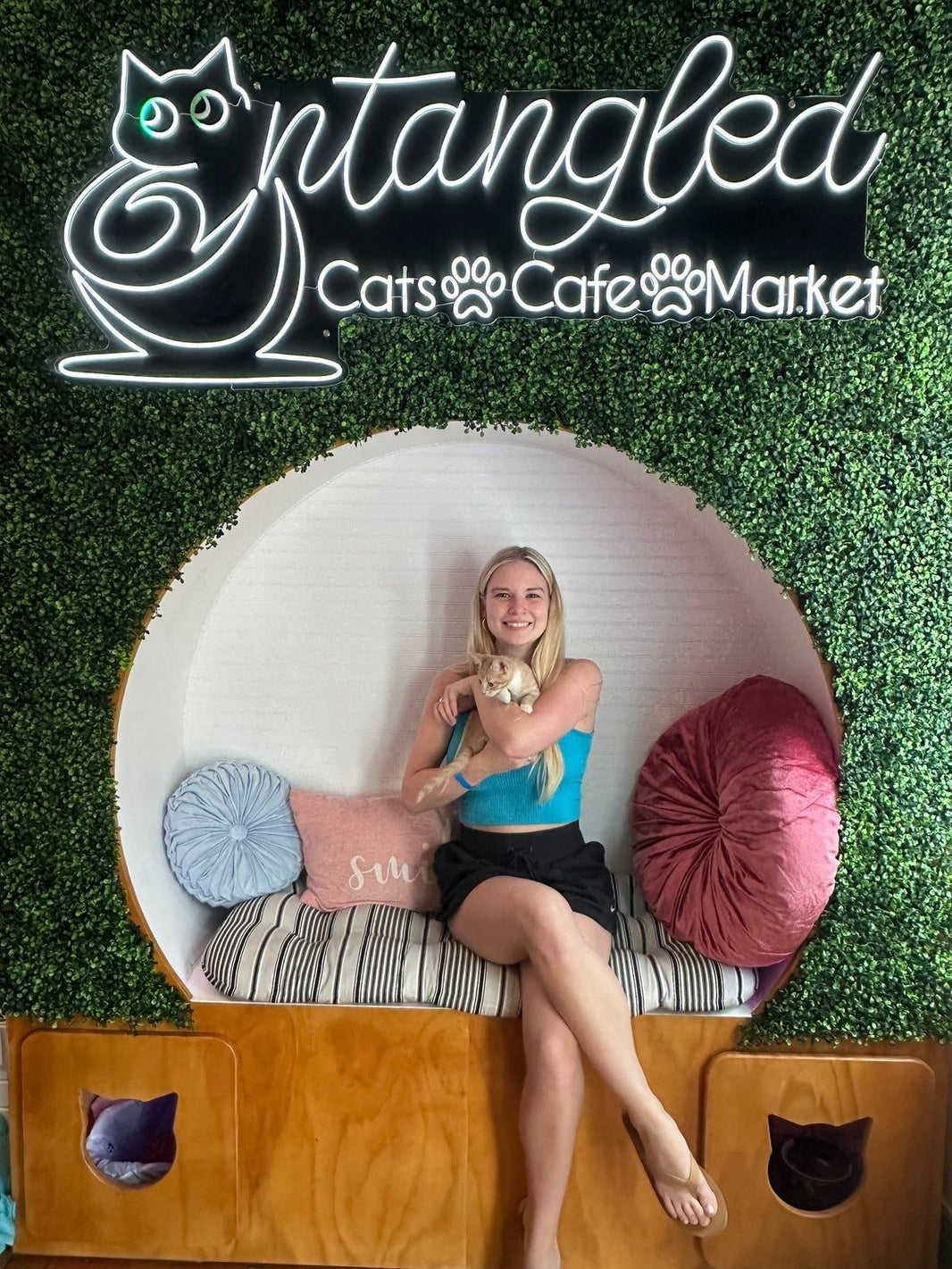Adopted Cats – Entangled Cat Cafe