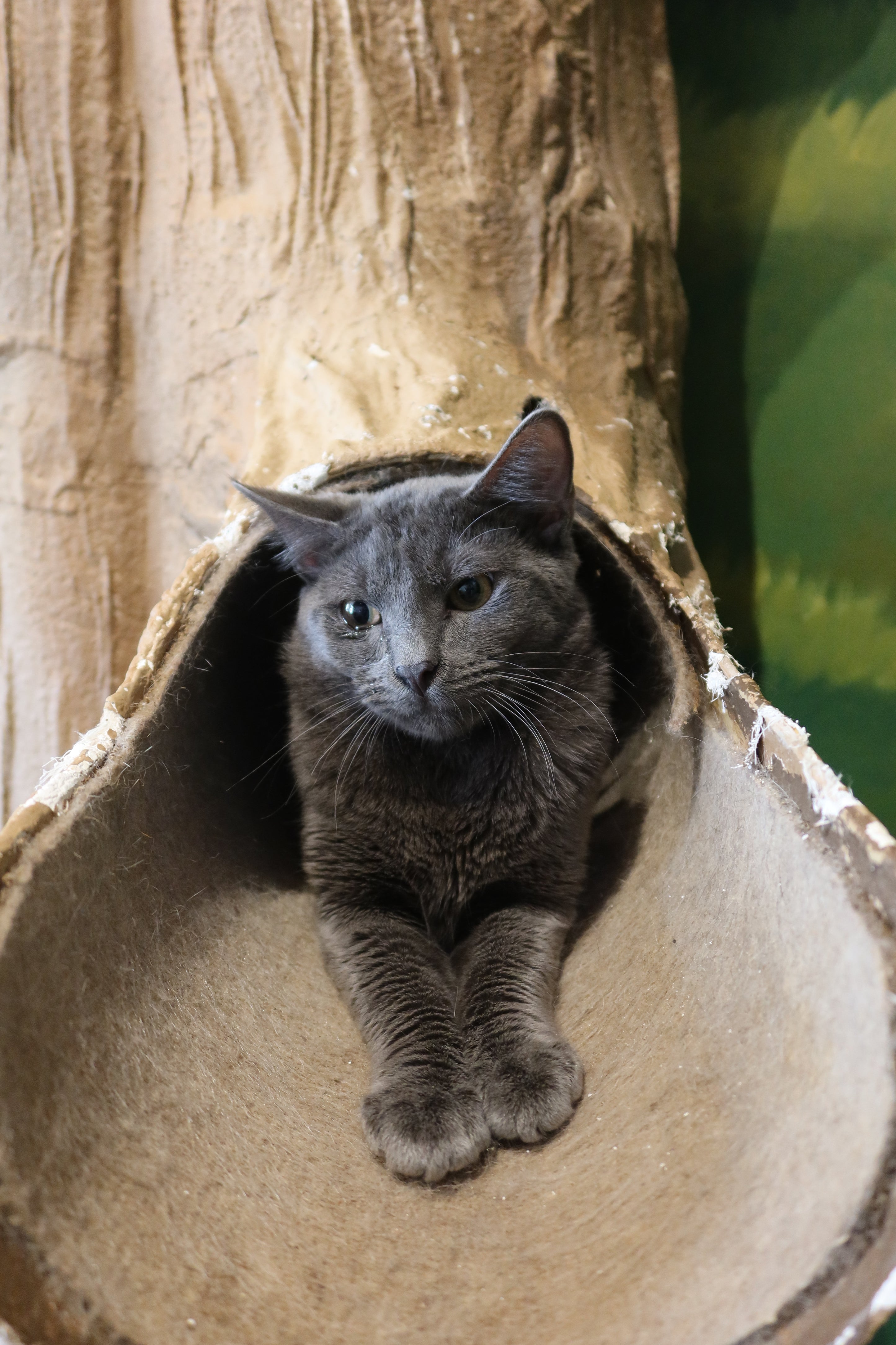Beau – Entangled Cat Cafe