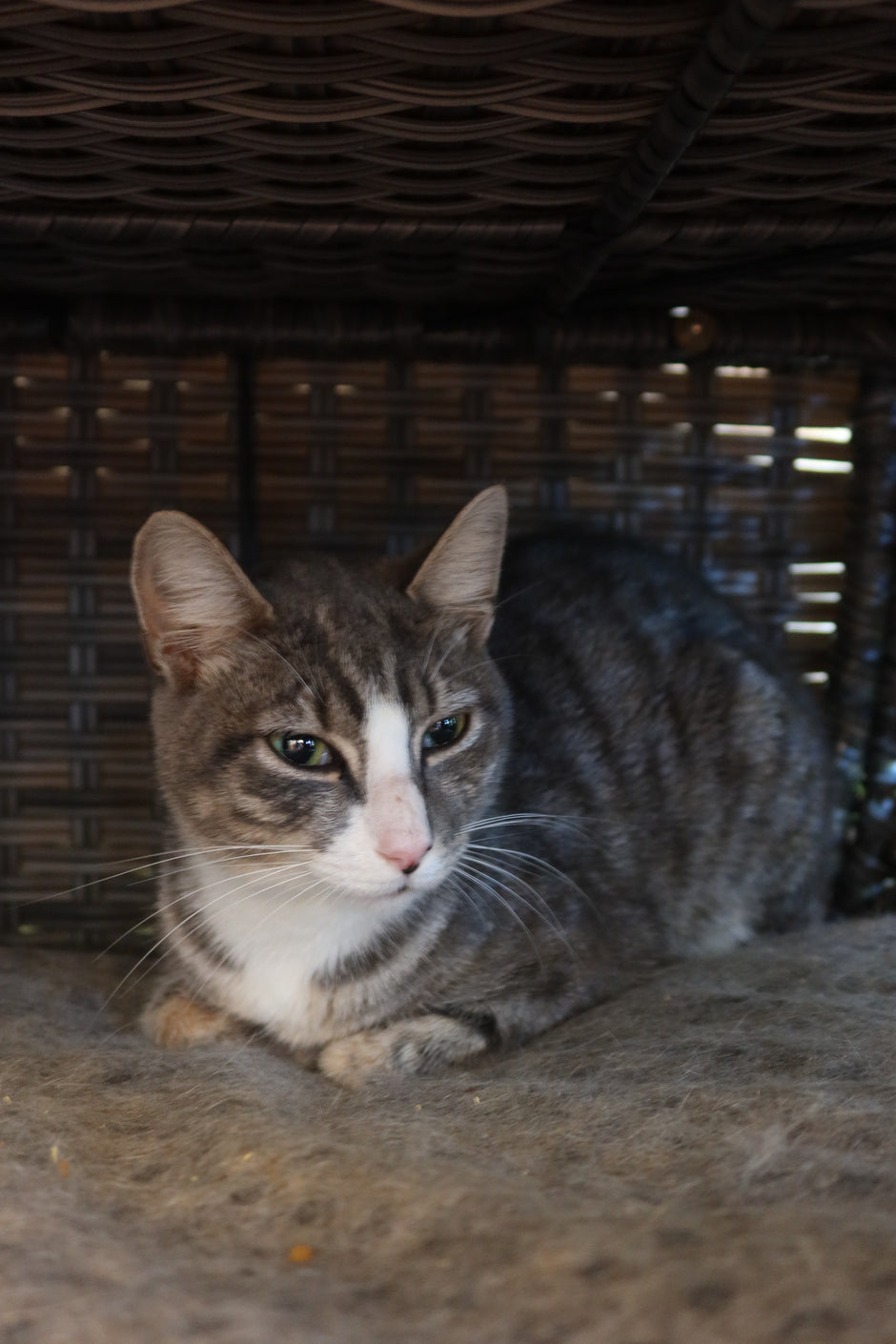 Entangled Cat Cafe | For Sophisticated Cat Lovers