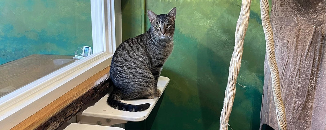 Entangled Cat Cafe | For Sophisticated Cat Lovers