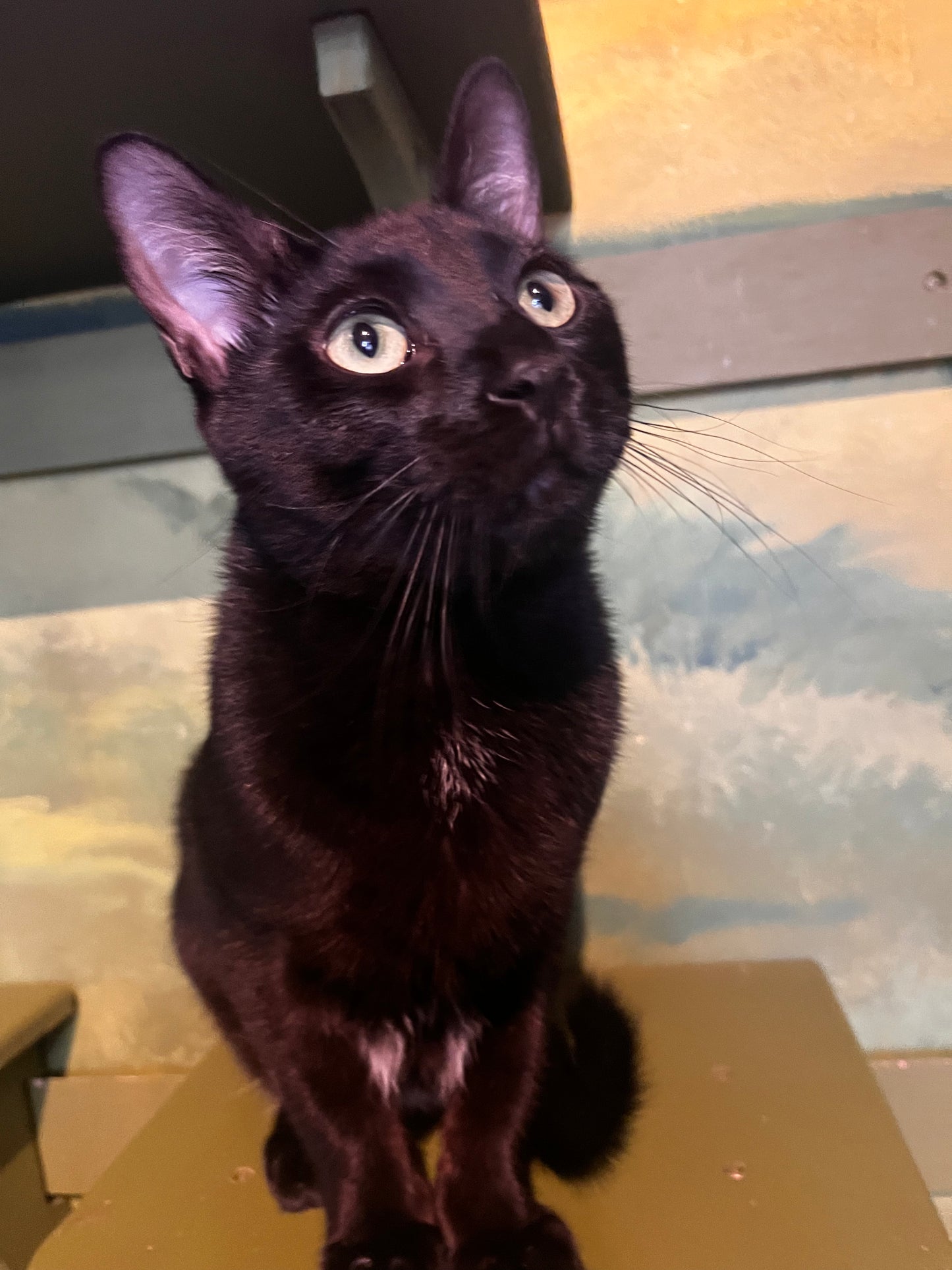 Dad – Entangled Cat Cafe