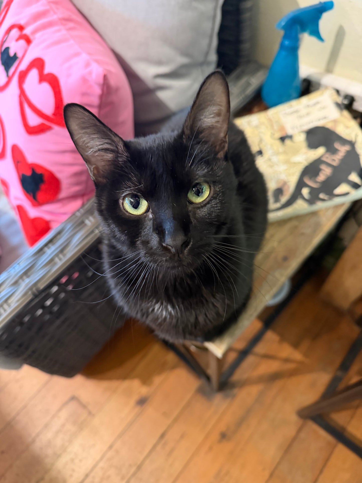 Dad – Entangled Cat Cafe