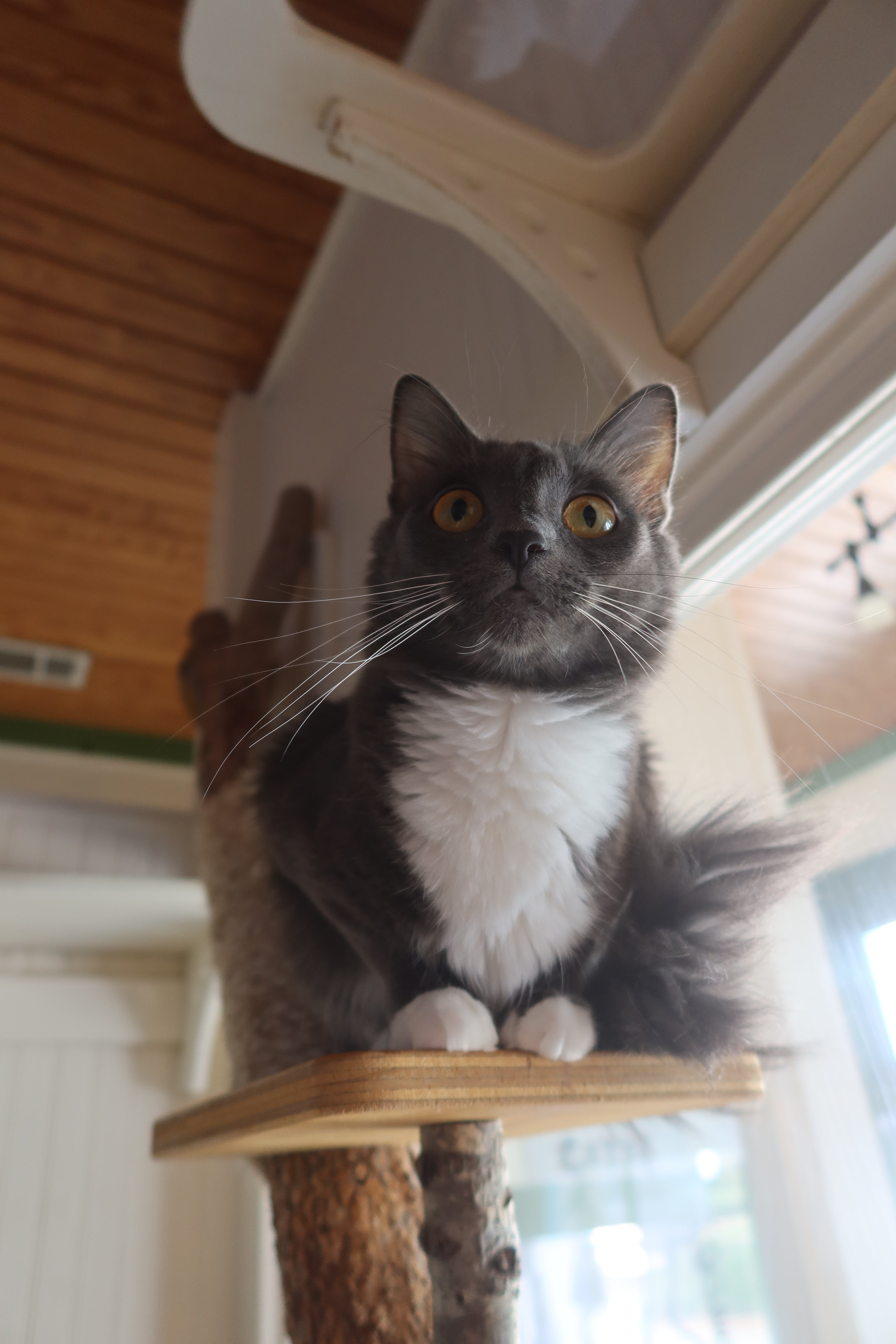 Entangled Cat Cafe | For Sophisticated Cat Lovers