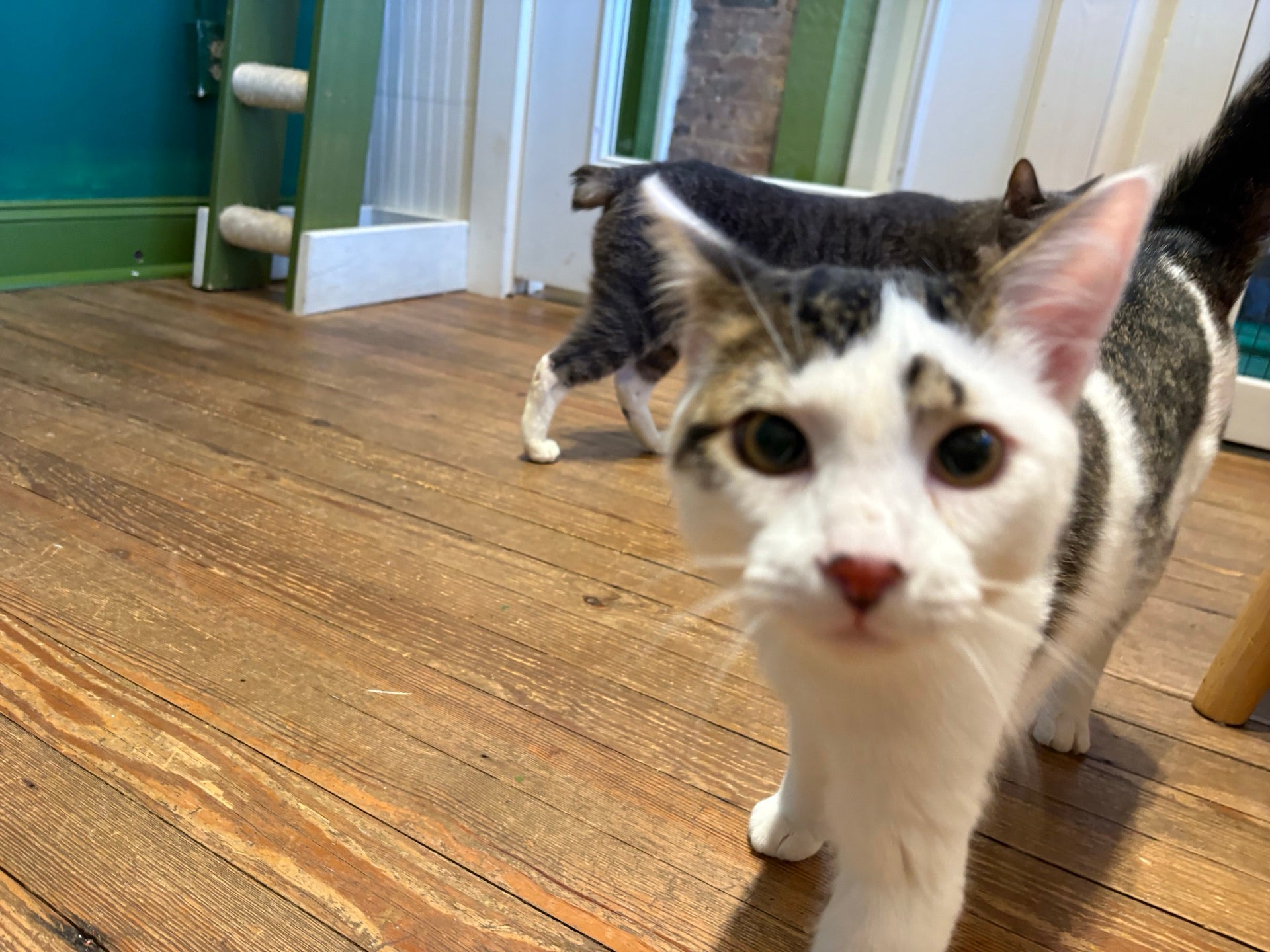 George II – Entangled Cat Cafe