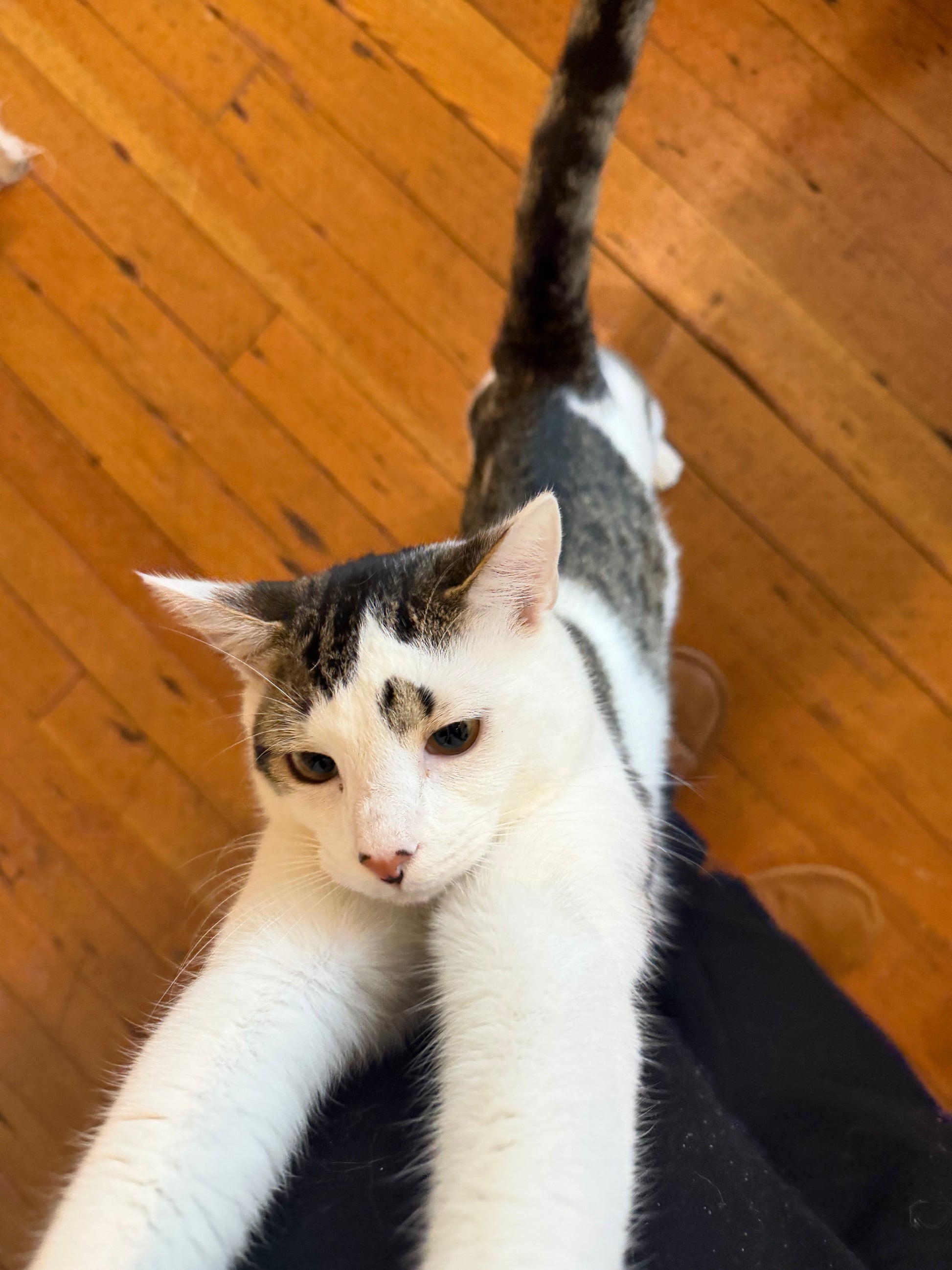George II – Entangled Cat Cafe