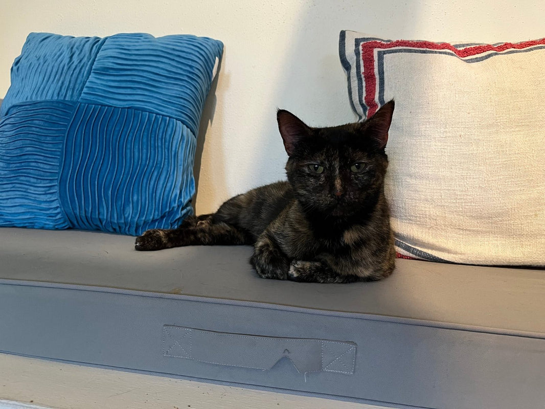 Entangled Cat Cafe | For Sophisticated Cat Lovers