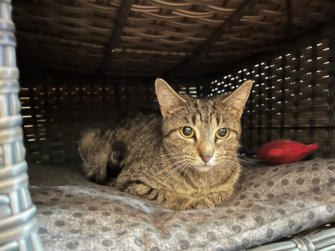 Entangled Cat Cafe | For Sophisticated Cat Lovers