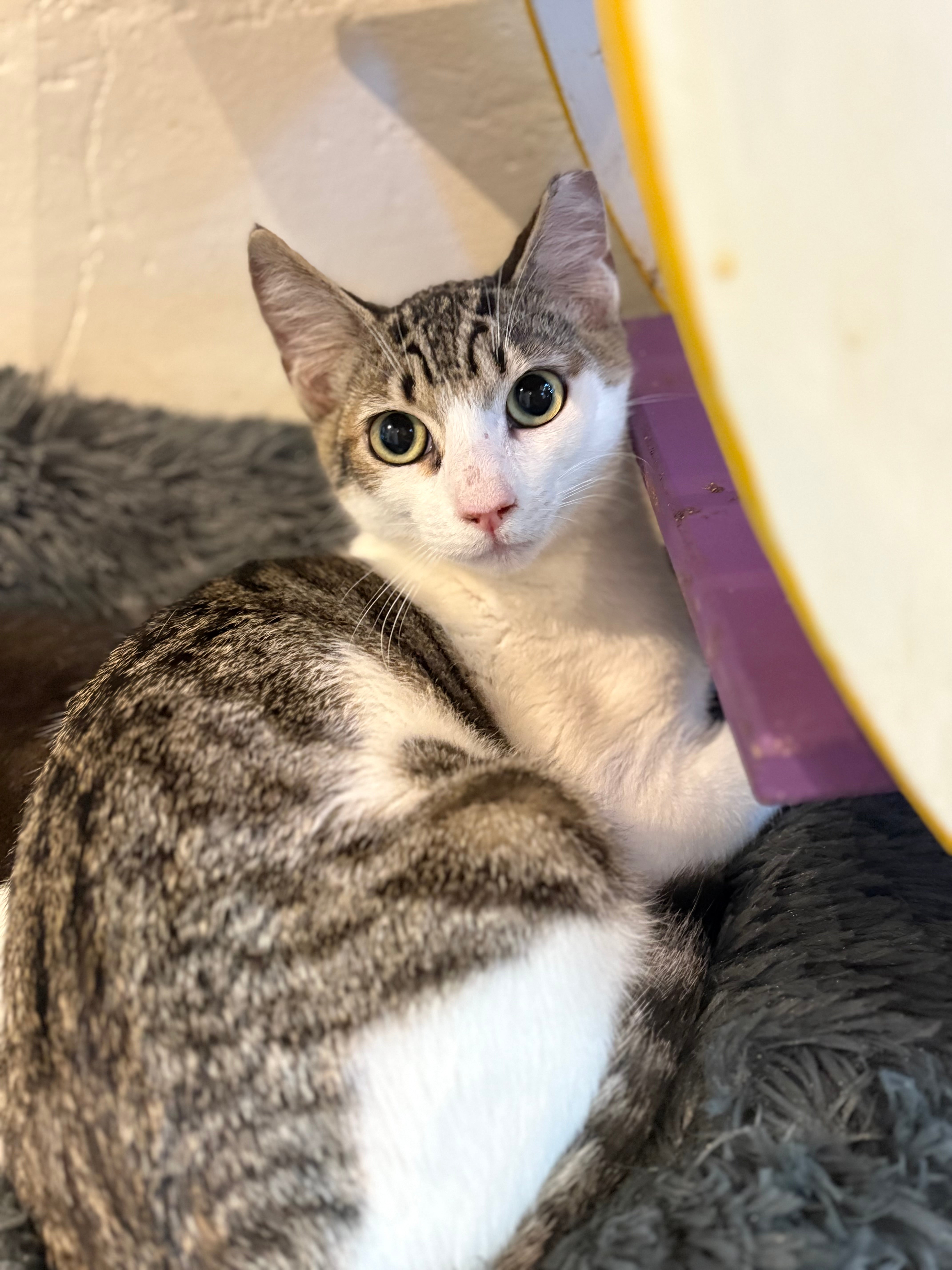 Entangled Cat Cafe | For Sophisticated Cat Lovers