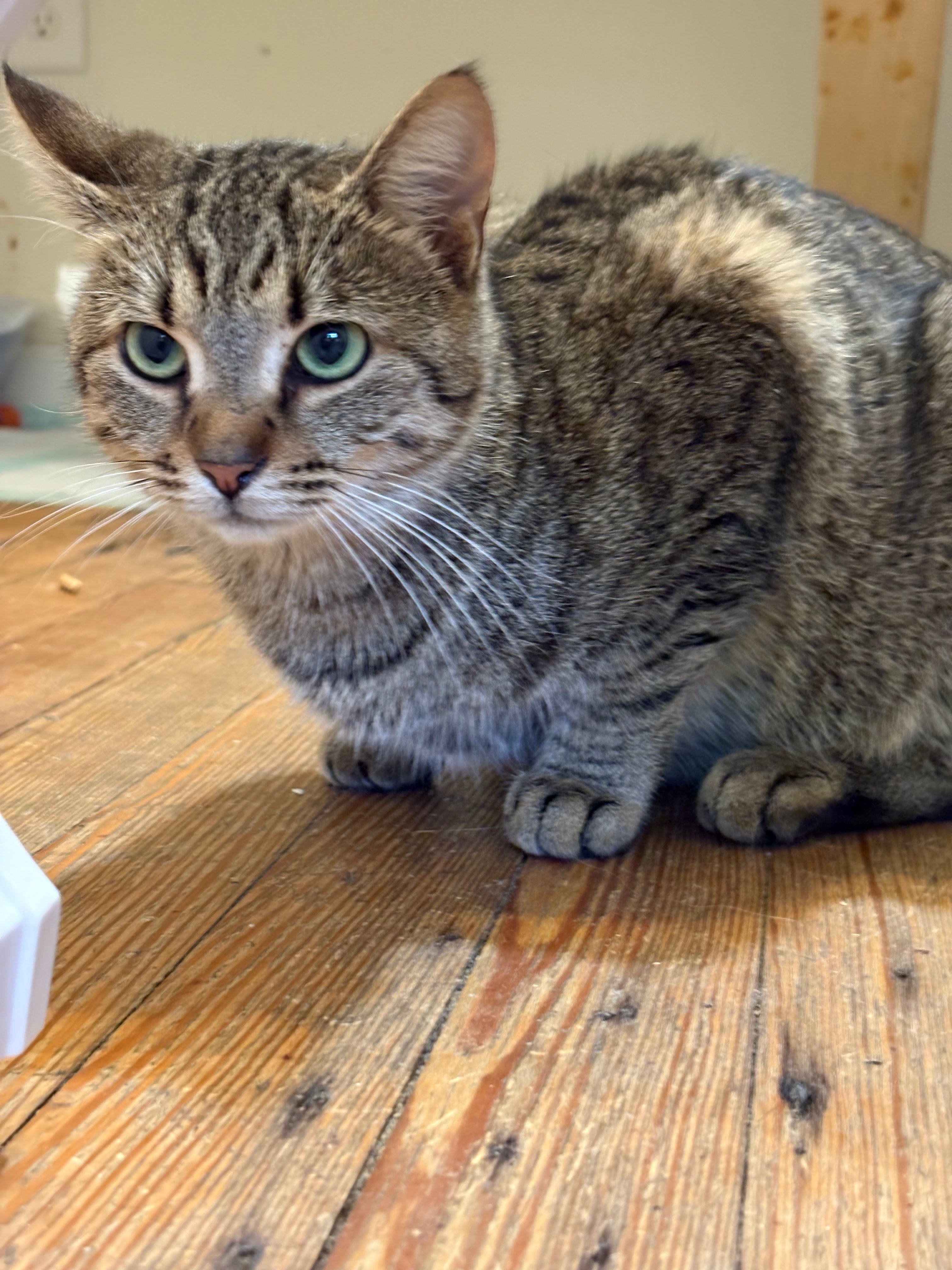 Rumble – Entangled Cat Cafe