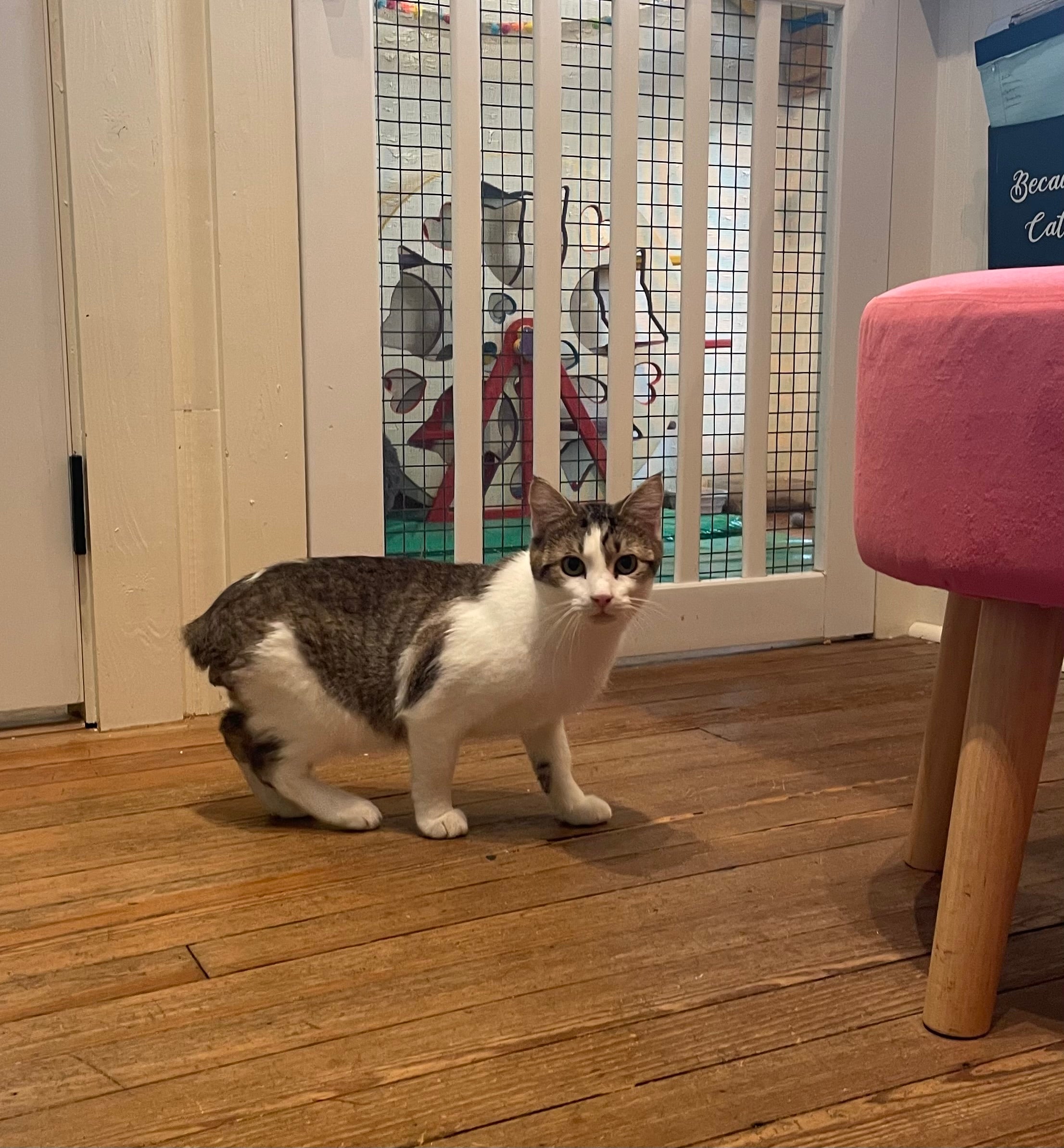 Entangled Cat Cafe | For Sophisticated Cat Lovers