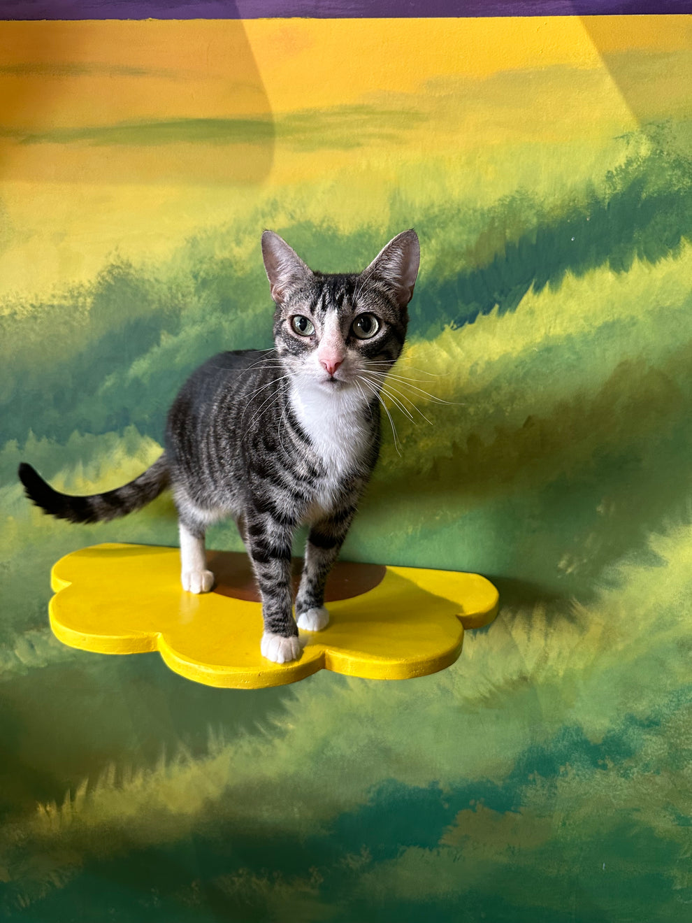 Zavy – Entangled Cat Cafe