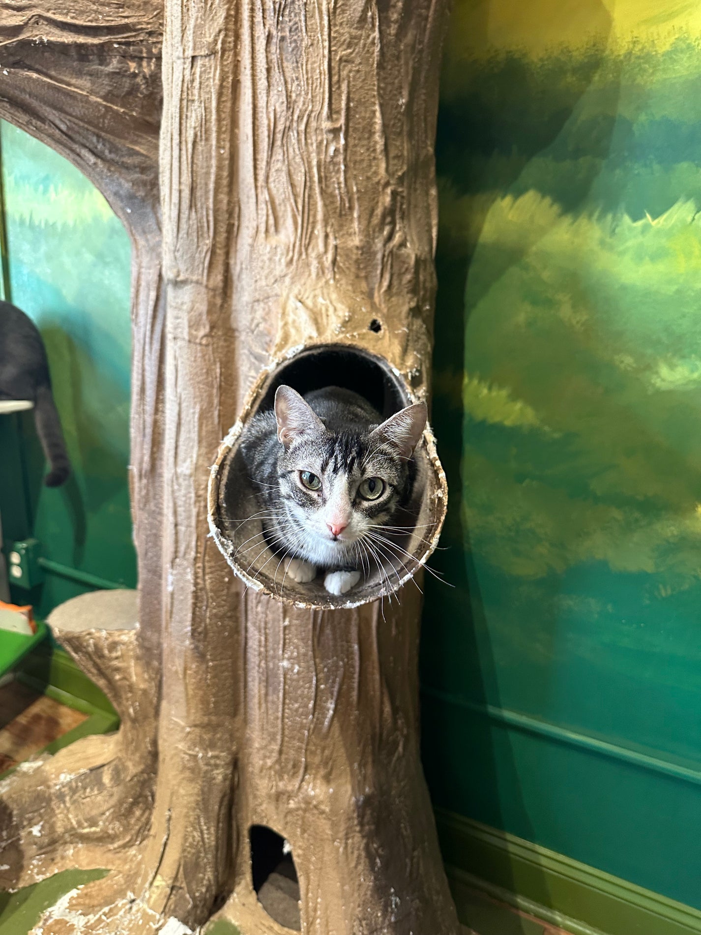 Zavy – Entangled Cat Cafe