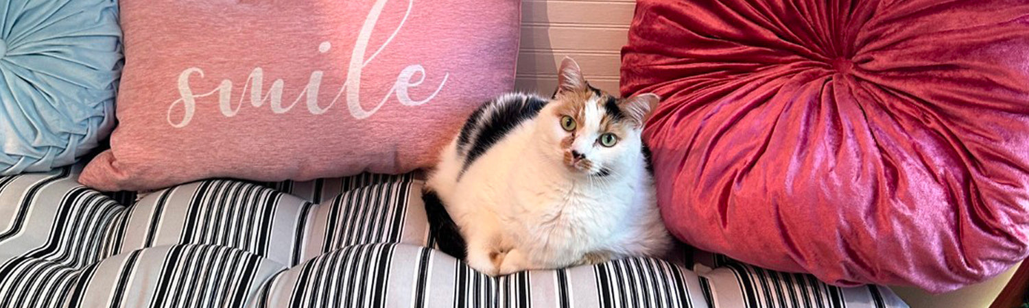 Reservations – Entangled Cat Cafe