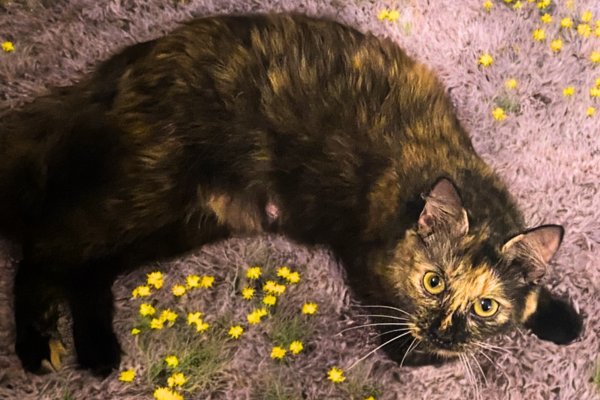 Entangled Cat Cafe | For Sophisticated Cat Lovers